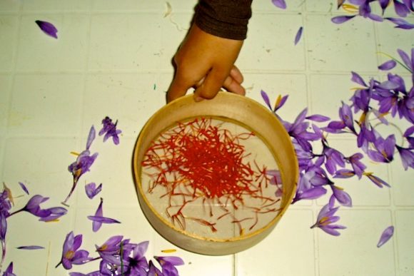 A Look at Italian Saffron & its Harvest - Podcast Episode 30 - Flavor ...
