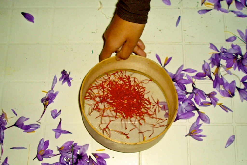 A Look at Italian Saffron & its Harvest - Podcast Episode 30 - Flavor ...