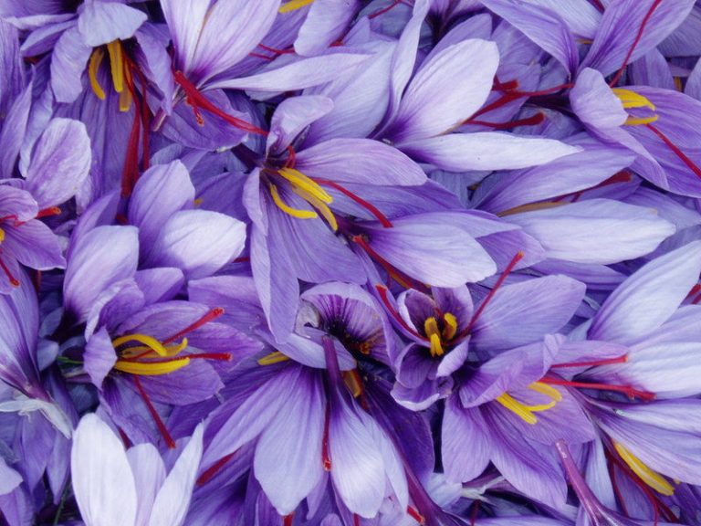A Look at Italian Saffron & its Harvest - Podcast Episode 30 - Flavor ...