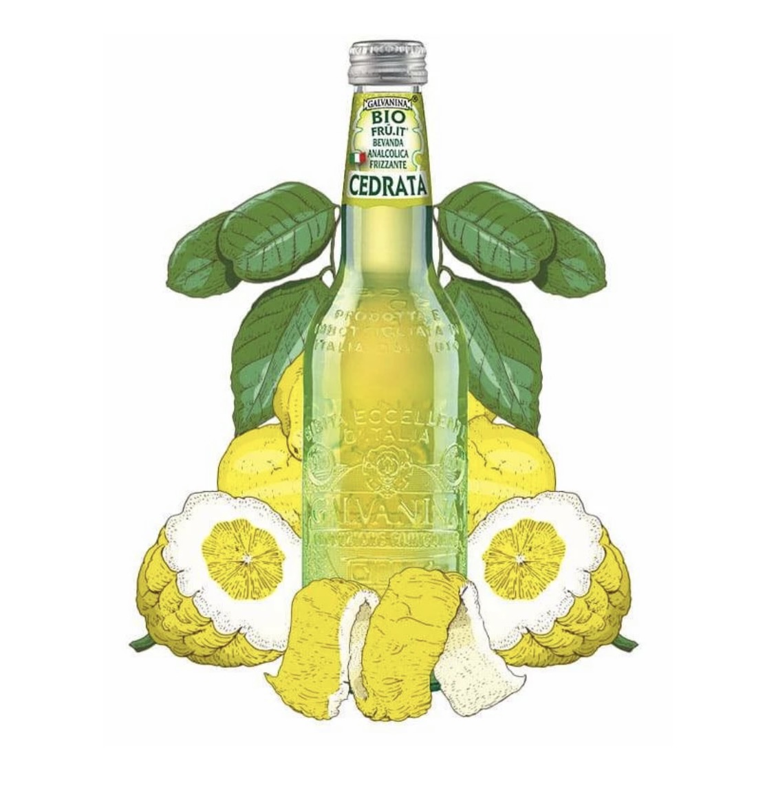 Calabrian Citrons, ancient and aromatic - Flavor of Italy (Wendy Holloway)