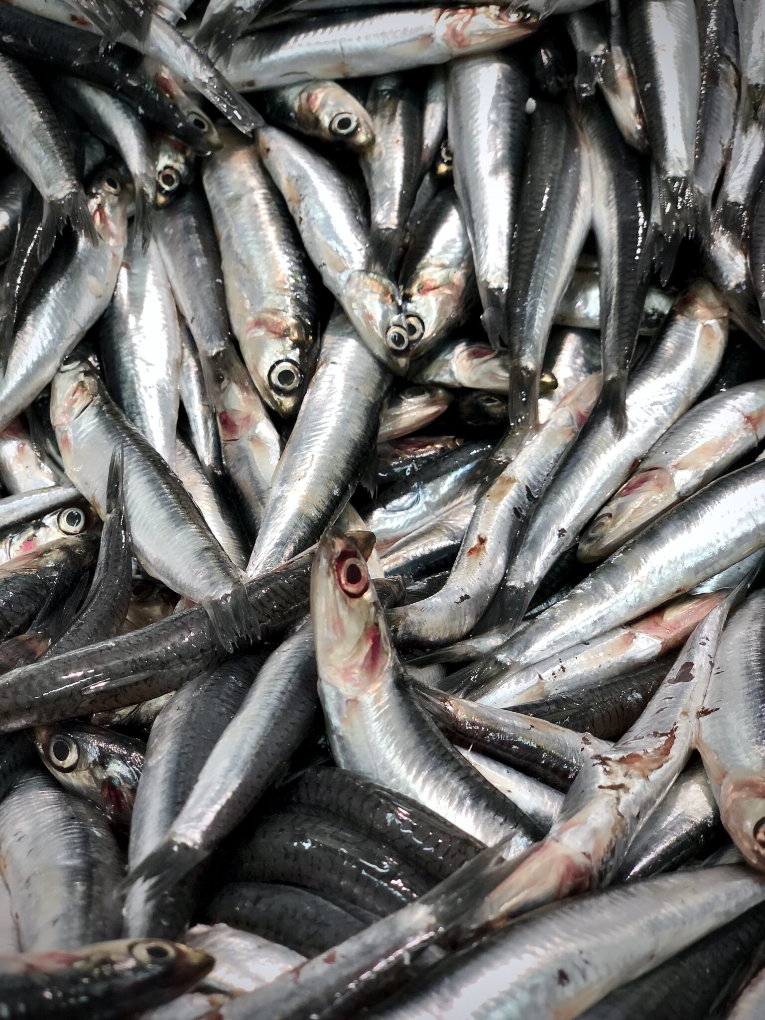 Anchovies the #1 Umami Bomb + the Top 10 must-try Anchovy Recipes ...