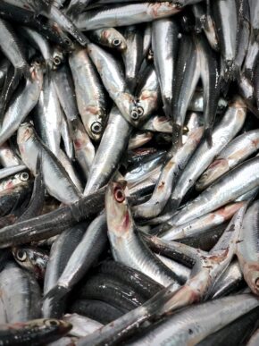 Anchovies the #1 Umami Bomb + the Top 10 must-try Anchovy Recipes ...