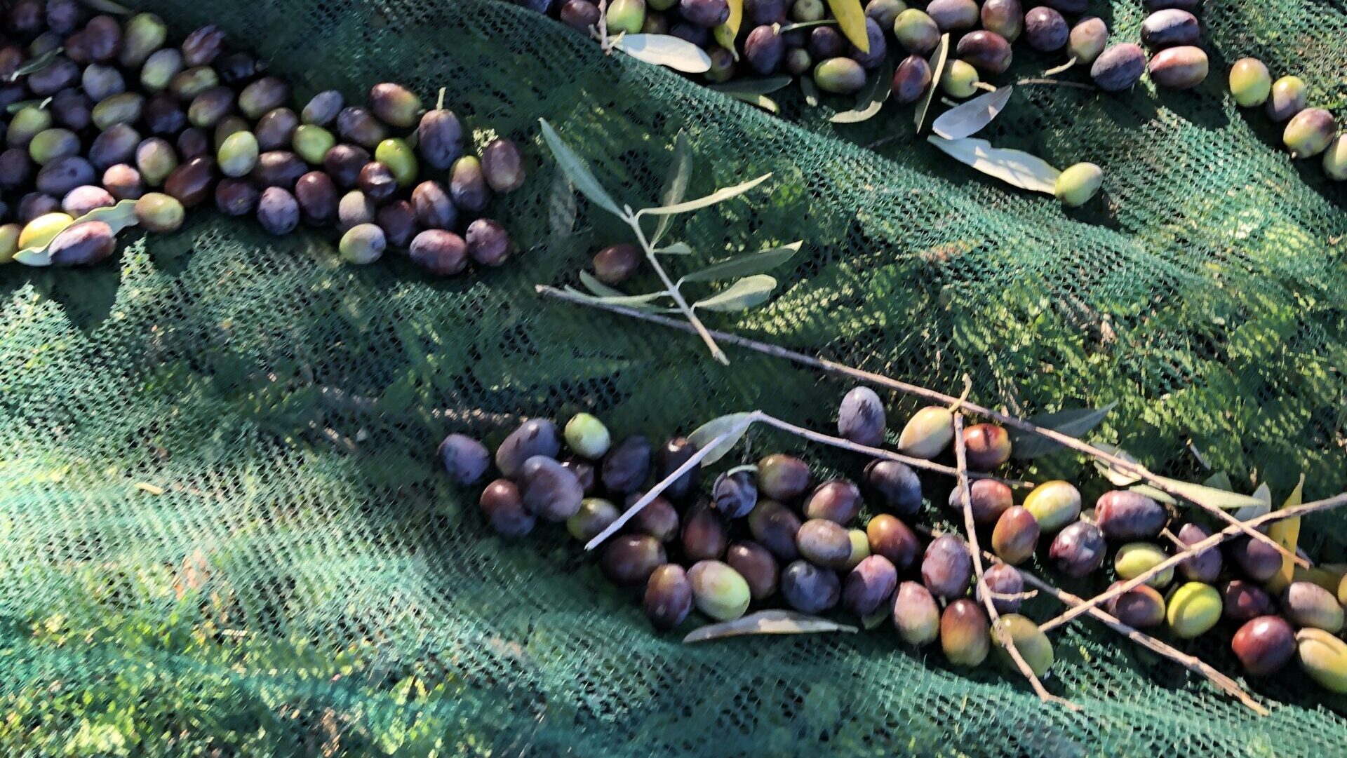 The olive oil harvest at Flavor of Italy in Rome - Flavor of Italy ...