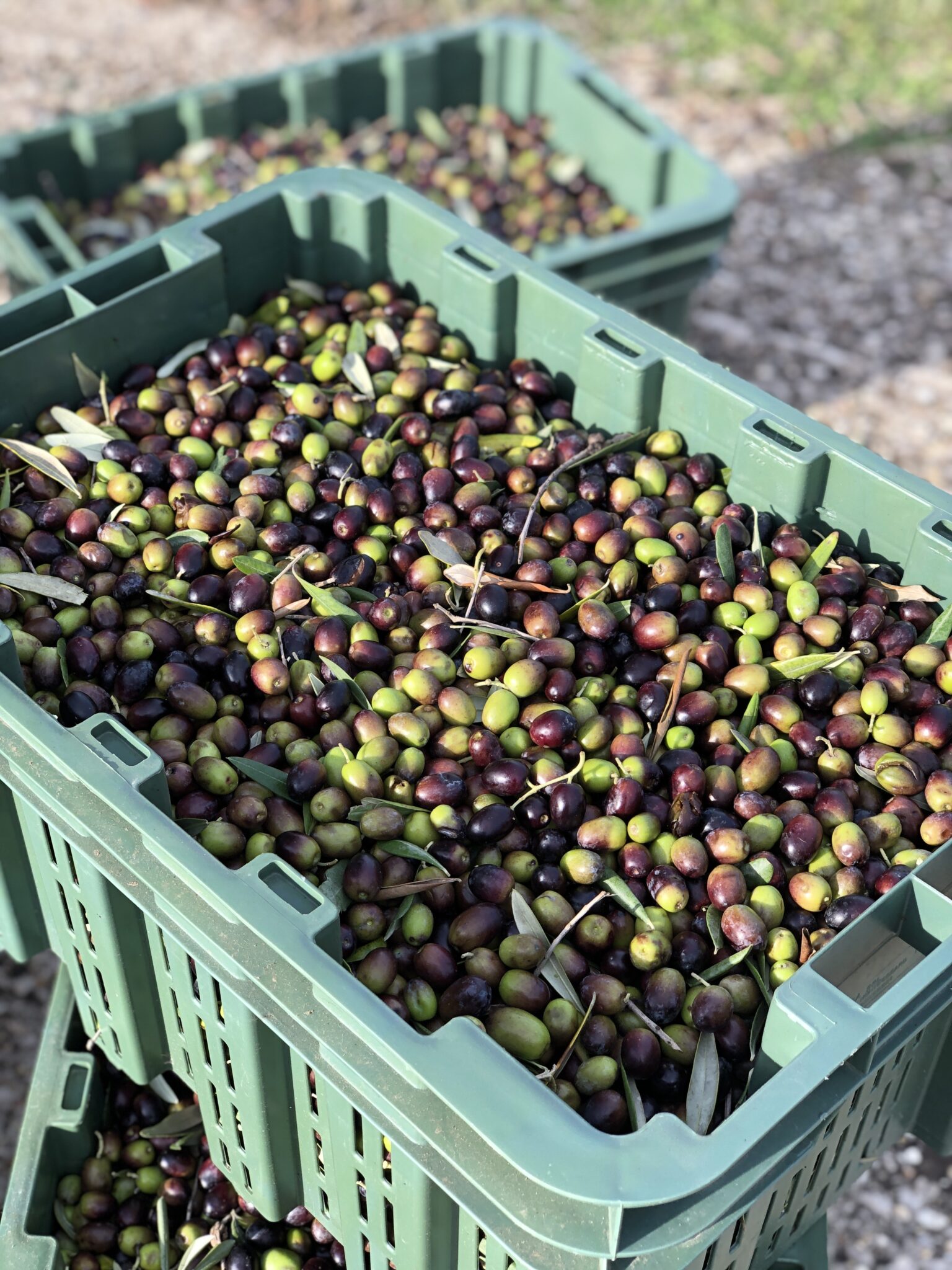 The olive oil harvest at Flavor of Italy in Rome - Flavor of Italy ...