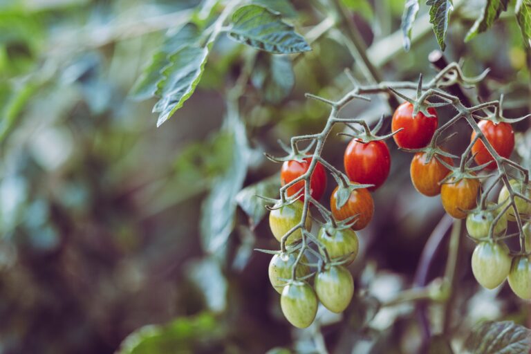 Tomatoes in Italy - Flavor of Italy (Wendy Holloway)